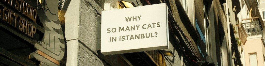 Cats Are What | LinkedIn Background