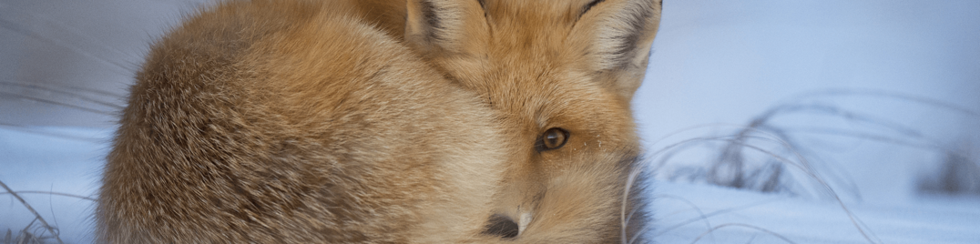 Fox | LinkedIn Background