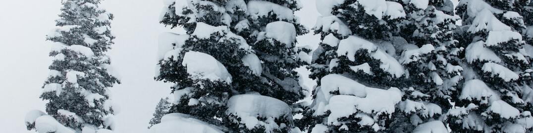 Trees - LinkedIn Background - Get some inspiration!