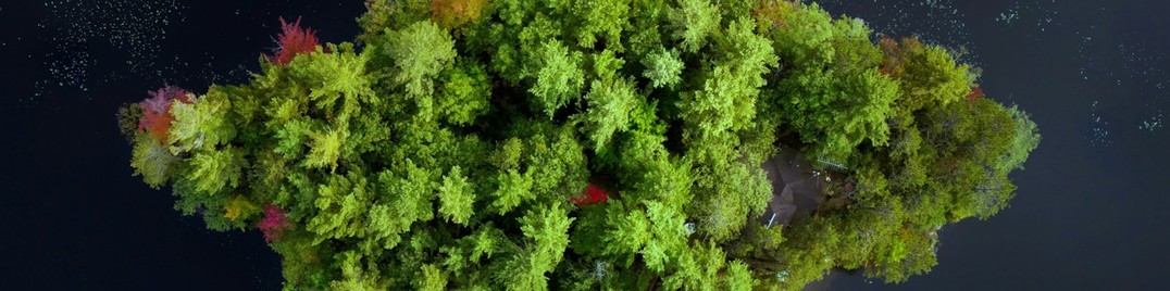 Trees | LinkedIn Background