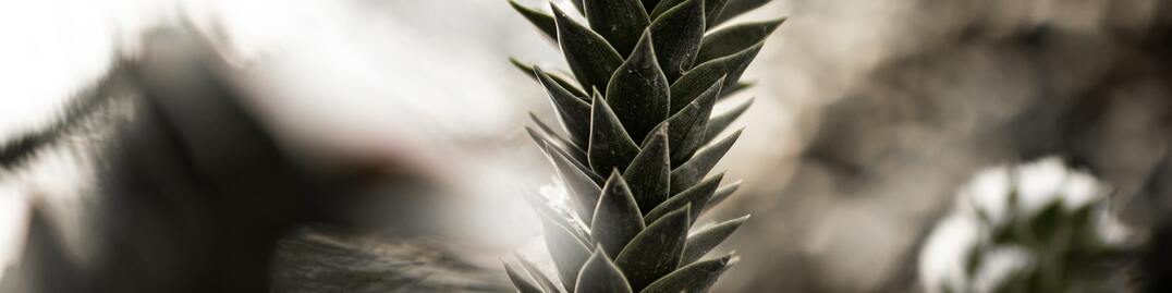 When I Grow Up - LinkedIn Background - Get some inspiration!