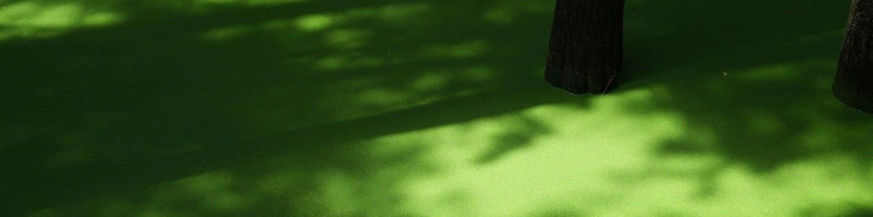 Forest - LinkedIn Background - Get some inspiration!