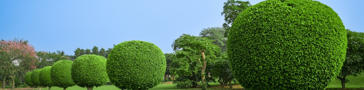 Lush Green Trees Fill The Screen | LinkedIn Background
