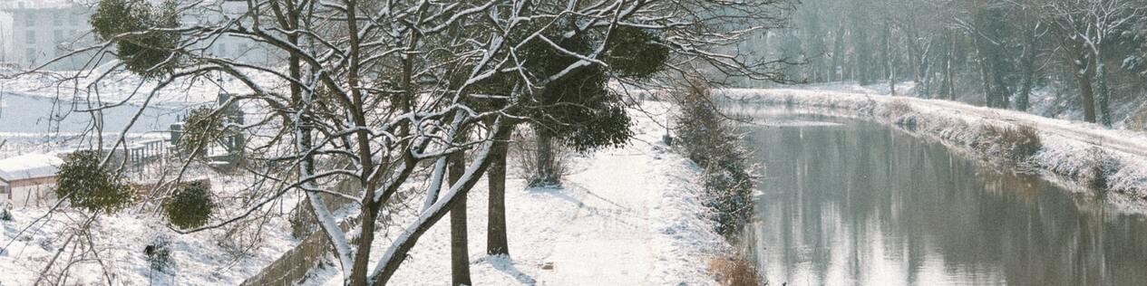 Trees - LinkedIn Background - Get some inspiration!