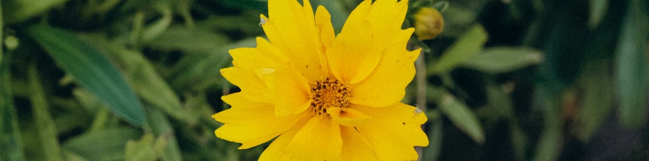 Pretty In Yellow | LinkedIn Background