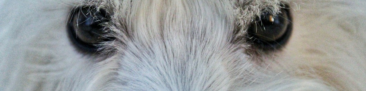Dog | LinkedIn Background