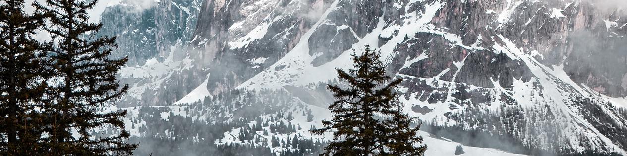 Trees - LinkedIn Background - Get some inspiration!