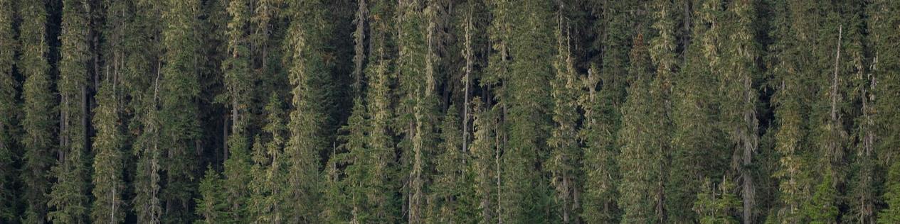 Trees - LinkedIn Background - Get some inspiration!