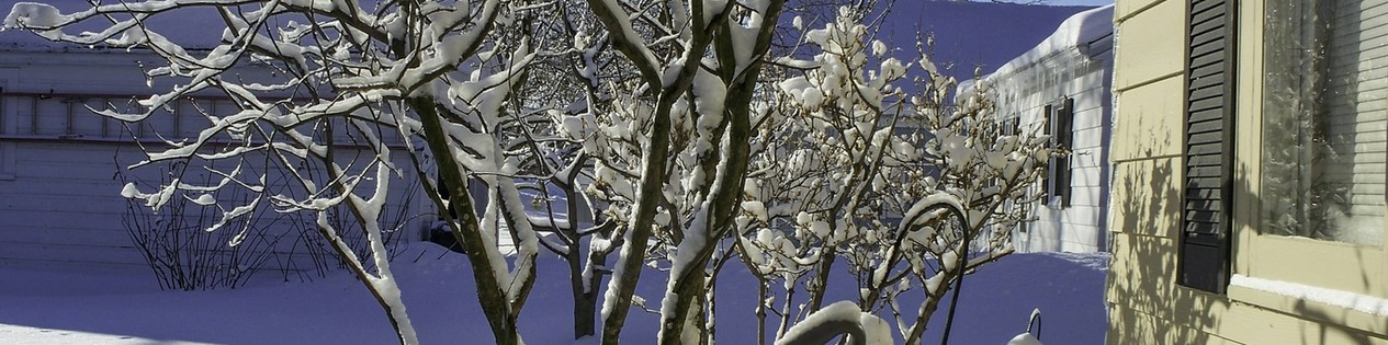 Trees Covered With Snow During Winter Season Linkedin Background Get Some Inspiration