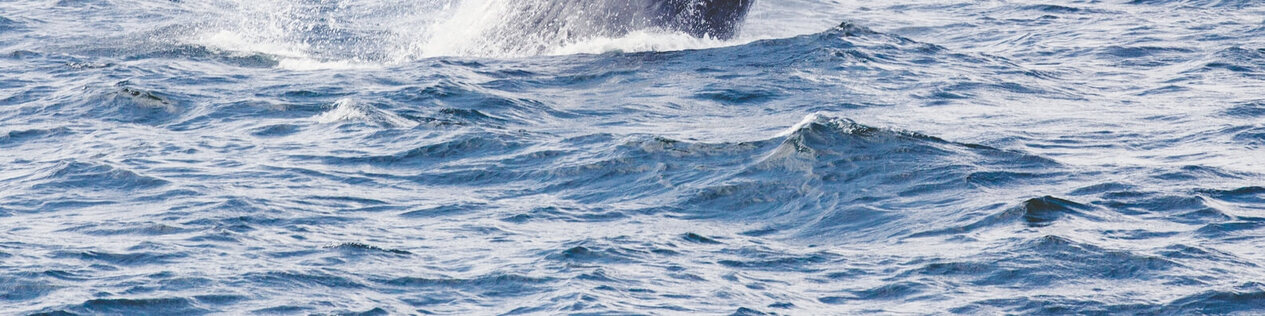 Wild Waves - LinkedIn Background - Get some inspiration!