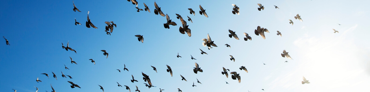 Birds | LinkedIn Background