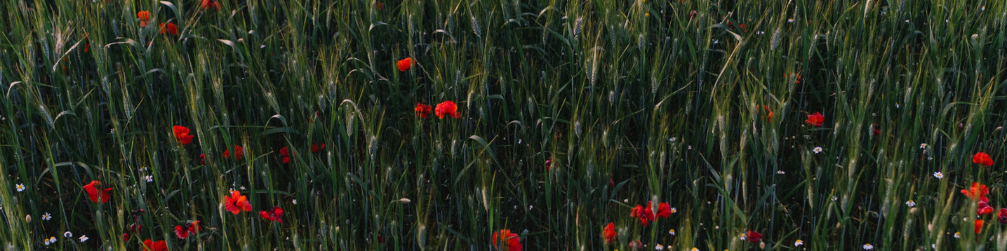 Spring | LinkedIn Background