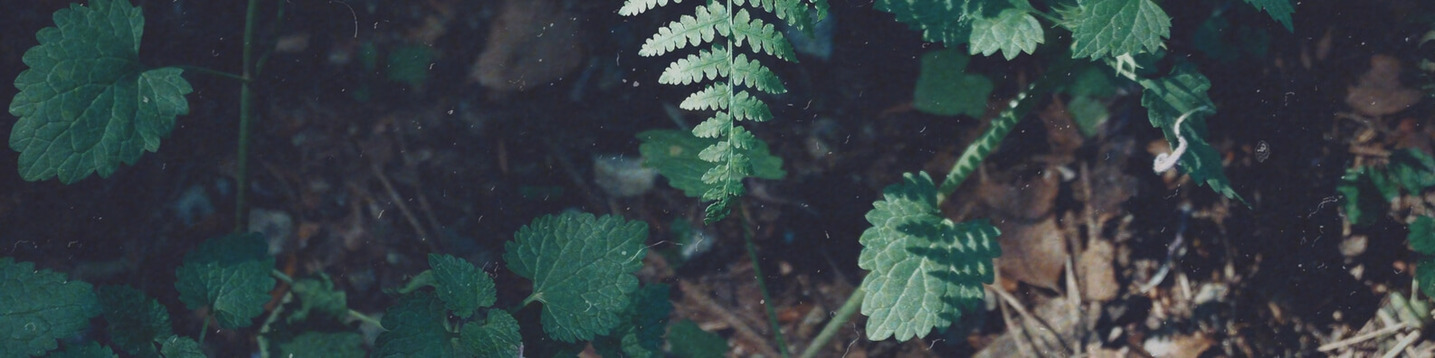 Forest Ground - LinkedIn Background - Get some inspiration!