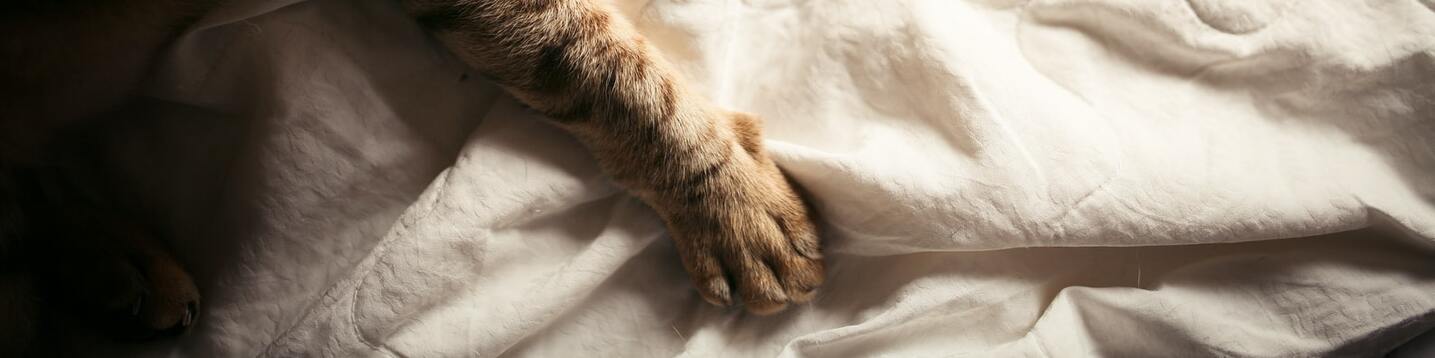 Hold My Paw Please - LinkedIn Background - Get some inspiration!