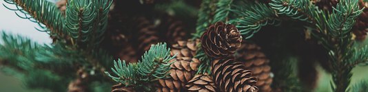 Christmas Tree Cones - LinkedIn Background - Get some inspiration!