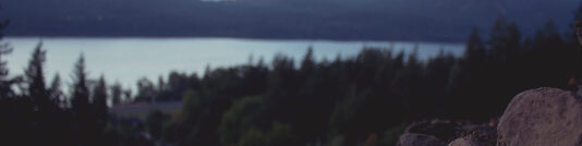 Leafless Trees - LinkedIn Background - Get some inspiration!