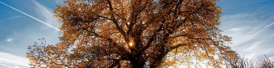 Beautiful Blooming Tree - LinkedIn Background - Get some inspiration!