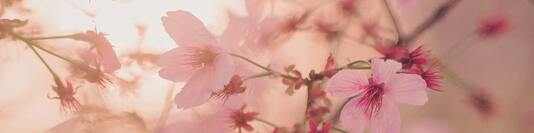 Leafless Trees - LinkedIn Background - Get some inspiration!