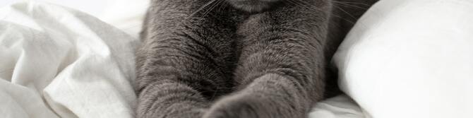 Put Your Best Paw Forward - LinkedIn Background - Get some inspiration!