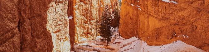 Trees - LinkedIn Background - Get some inspiration!