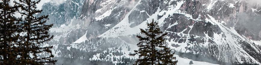 Trees - LinkedIn Background - Get some inspiration!